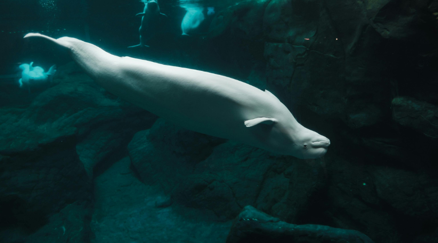 Beluga Whale: All You Need To Know About Belugas - An Uncharted Pursuit