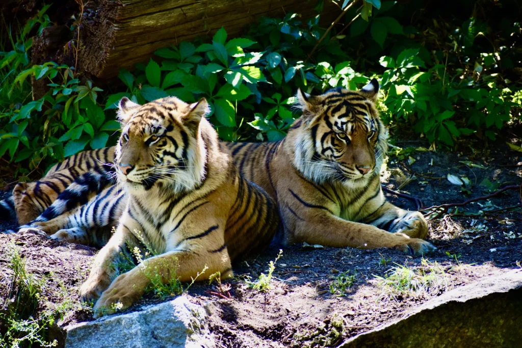 Panna Tiger Reserve: All You Need To Know