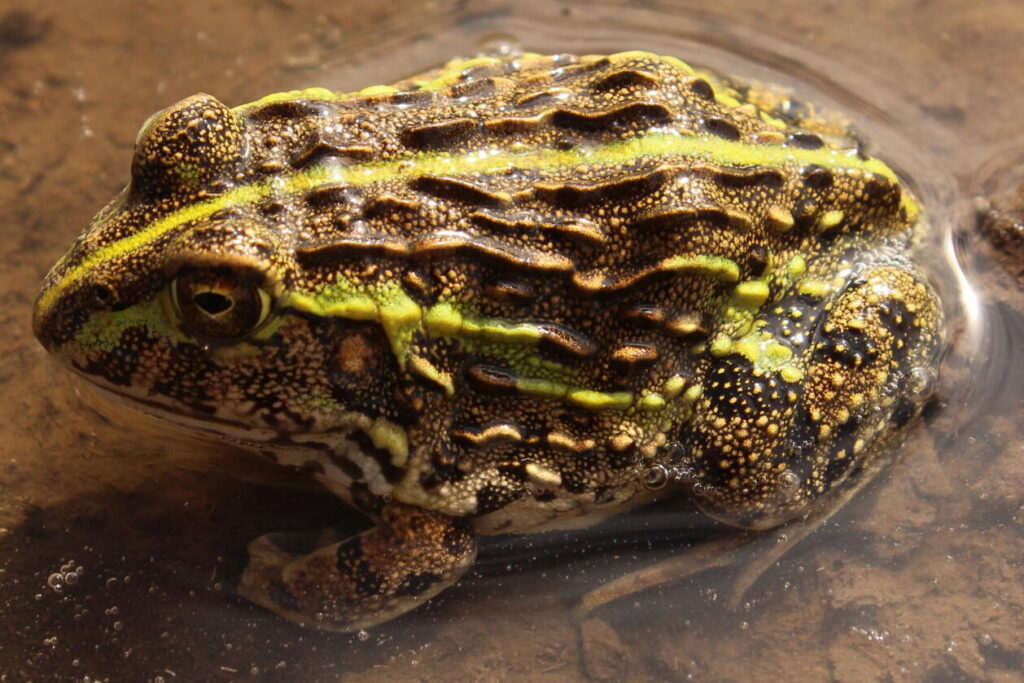 African Bullfrog: Amazing Amphibians Of Nature - An Uncharted Pursuit